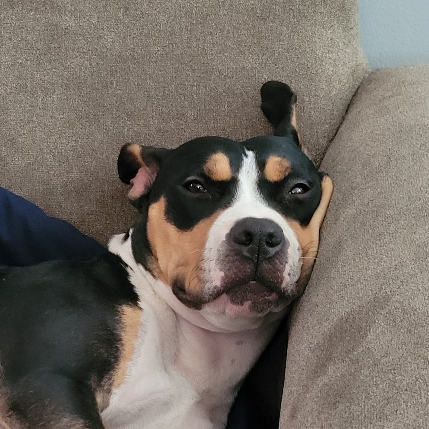 Daking Palworld Server - Palworld Server